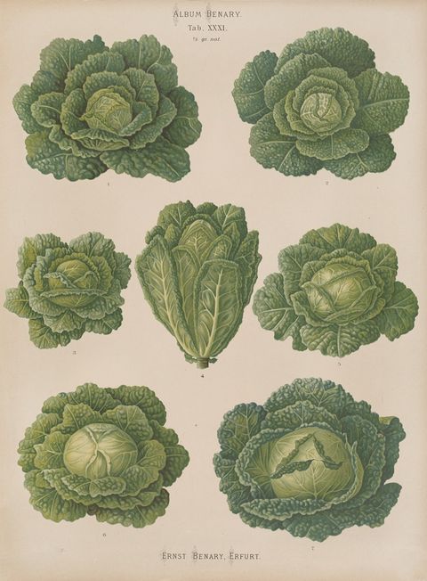 Savoy Cabbages - Ernst Benary作品高清图下载 - 艺术大家